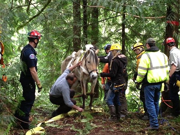 Gemma the horse rescued from 70-foot ravine outside of Redmond | UPDATE ...