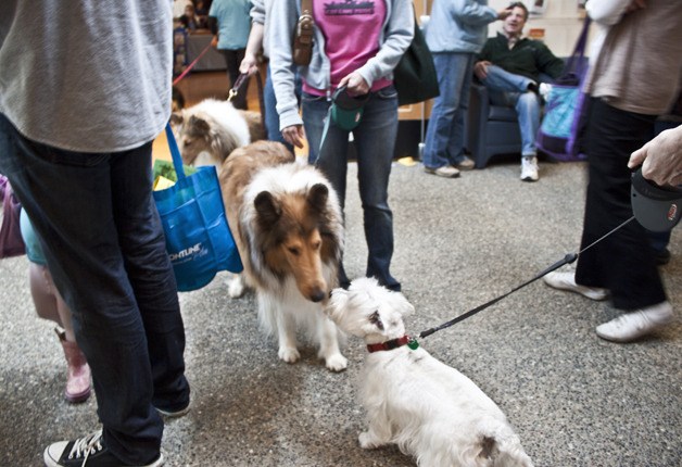Pet fair features plenty of four-legged, fun action | Redmond Reporter
