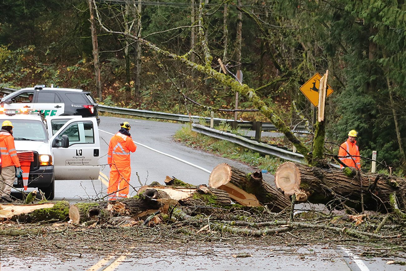 Huge tree falls onto Northeast 124th Street in Redmond; no vehicles ...