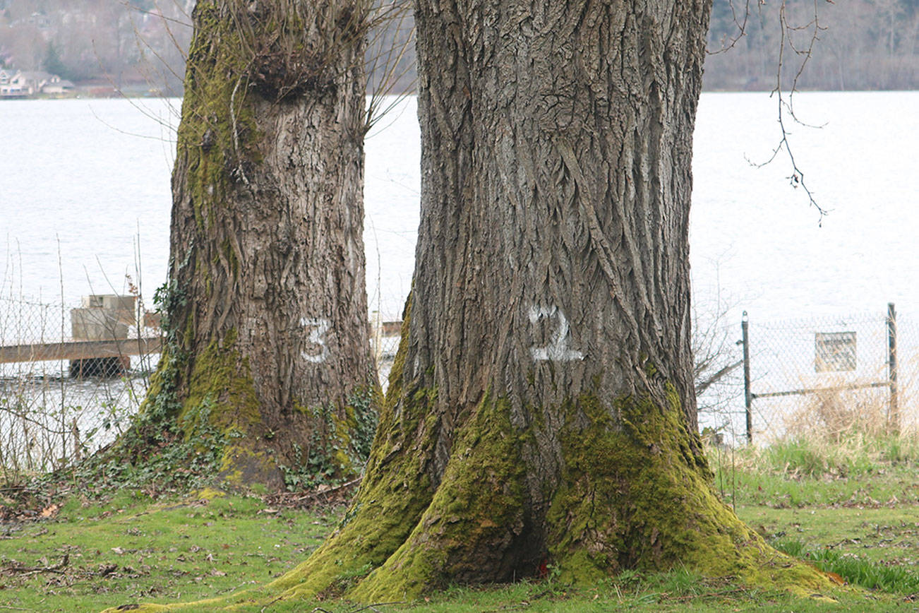 Redmond has begun removing 30 trees from Idylwood | Redmond Reporter