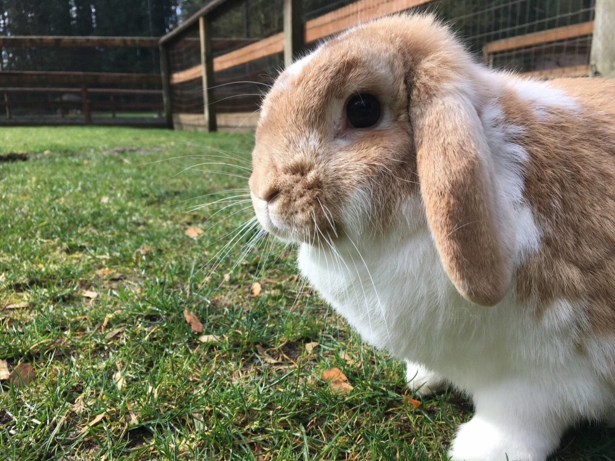 Princess Buttercup, the bunny at Farrel-McWhirter Farm Park, passes ...
