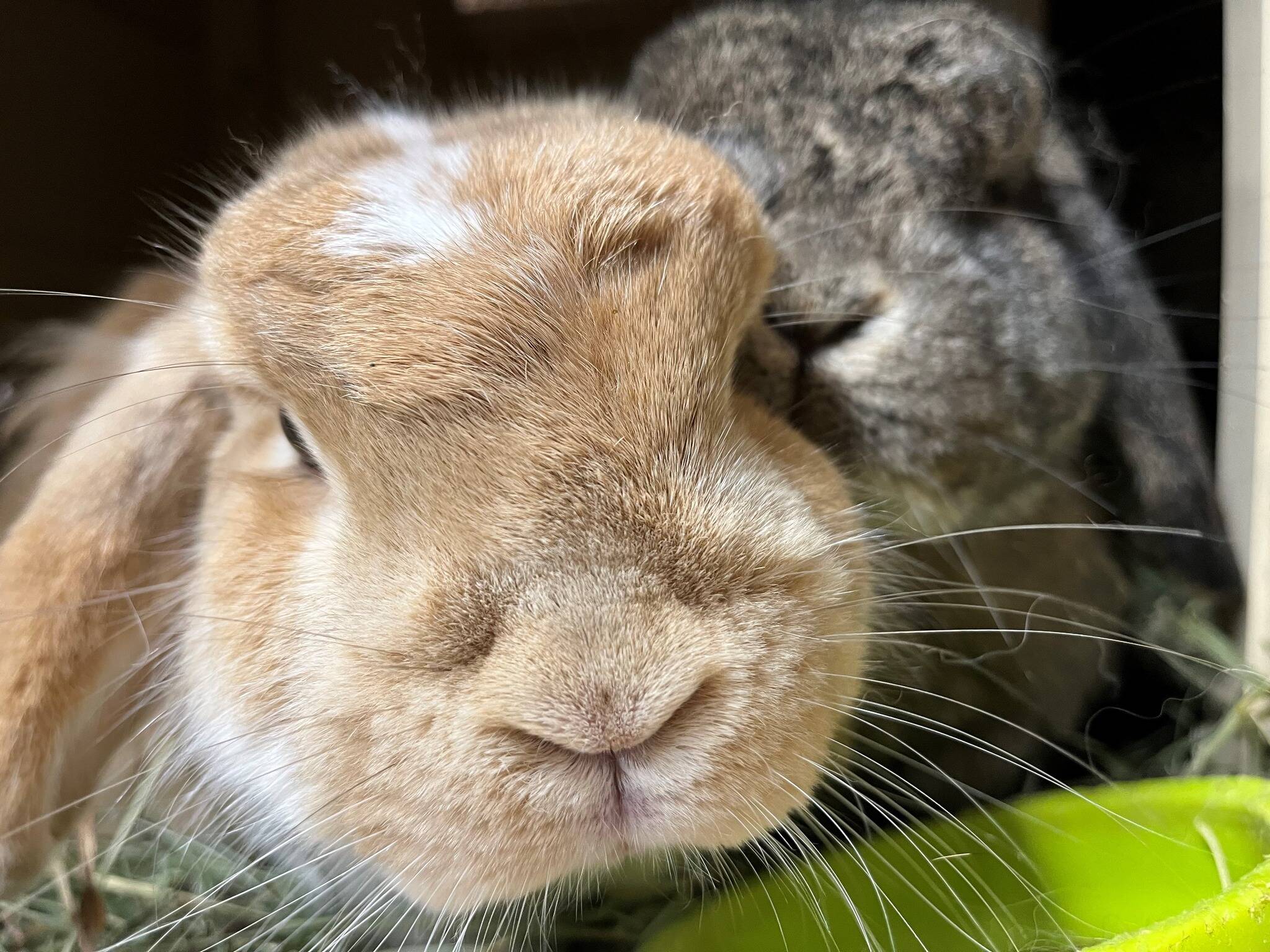 Princess Buttercup, the bunny at Farrel-McWhirter Farm Park, passes ...